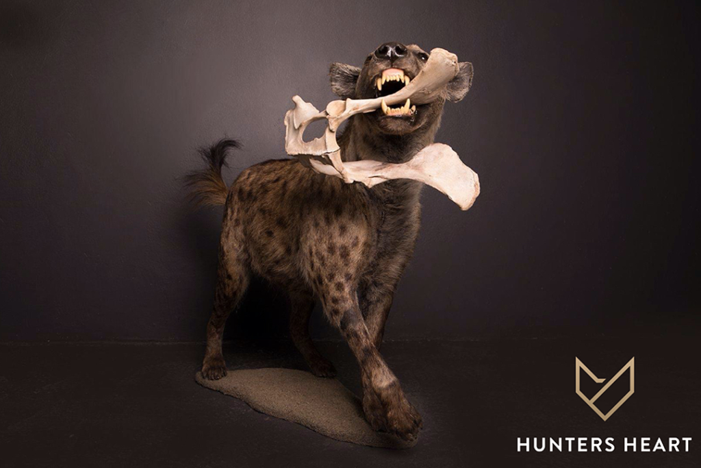 Hyena Mounted - Hunters Heart - Capturing the Heart of Hunting